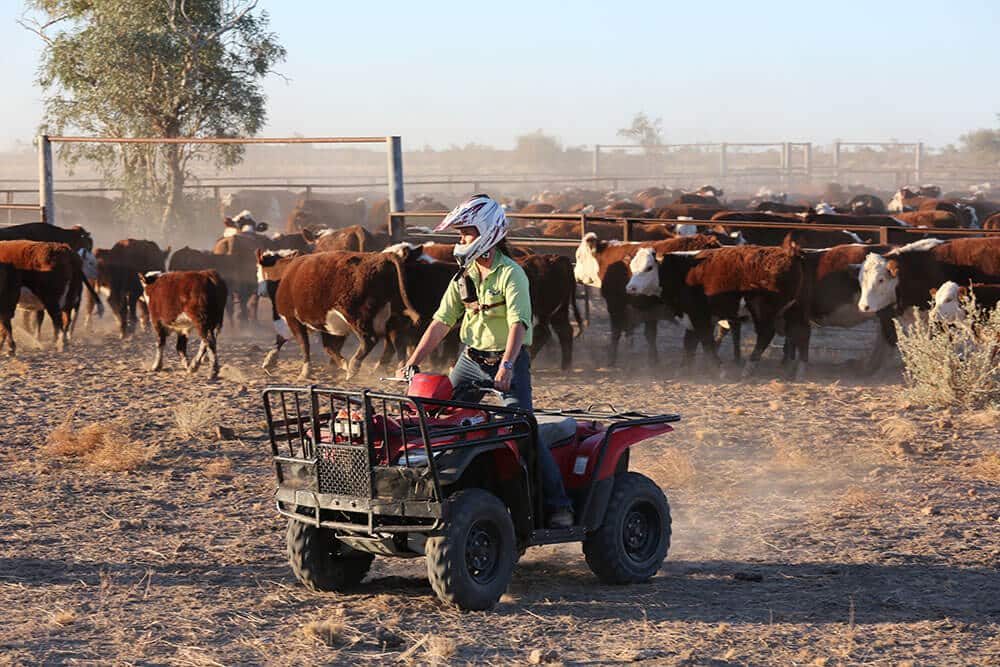 From Dawn to Dusk – Mustering Cattle on Cordillo Downs | OBE Organic ...