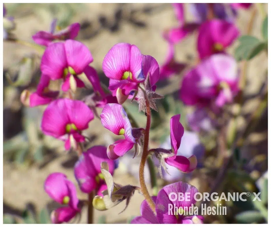 Hairy Darling Pea | OBE Organic